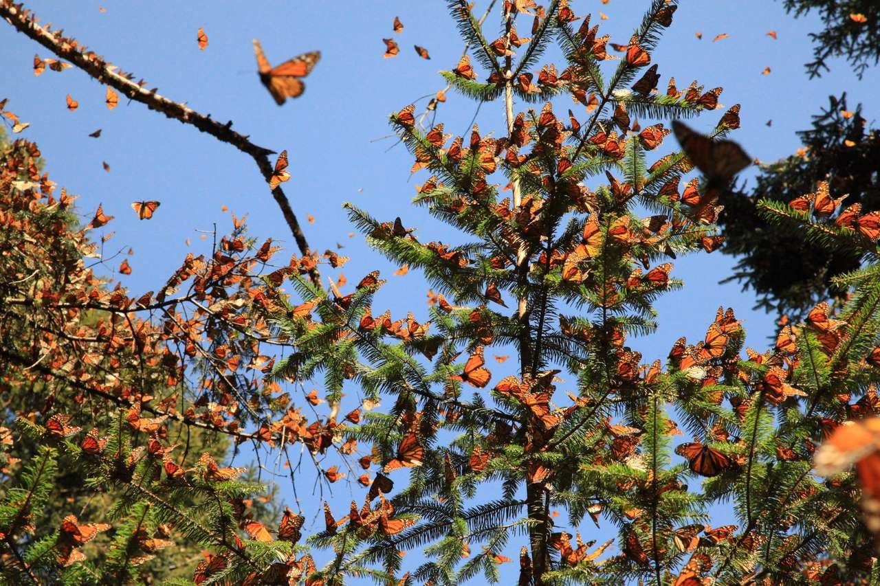 Visita al Santuario de la mariposa monarca / Visit the Monarch ...